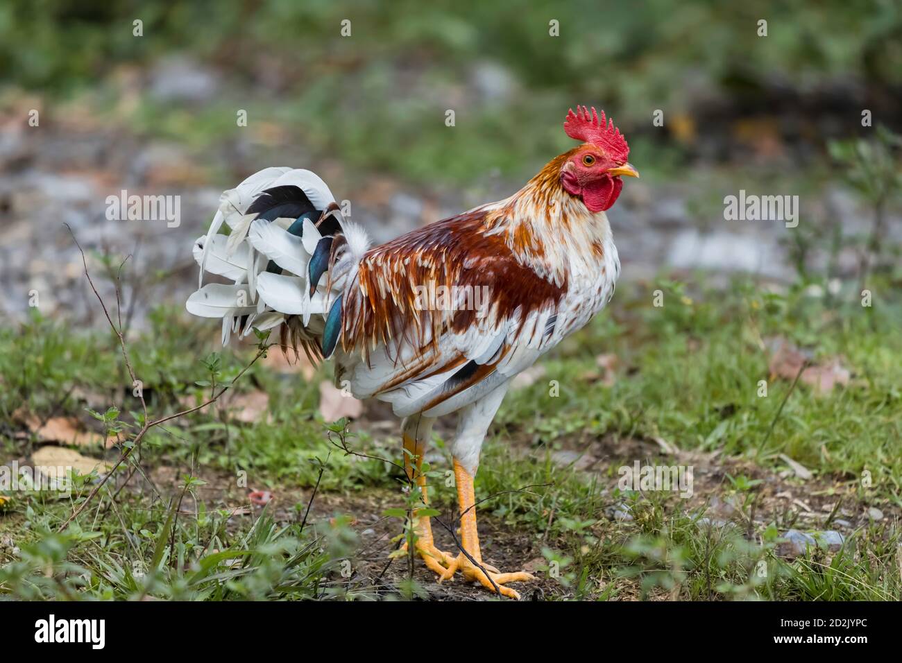 white fine rooster in the middle of the green vegetation of the ...