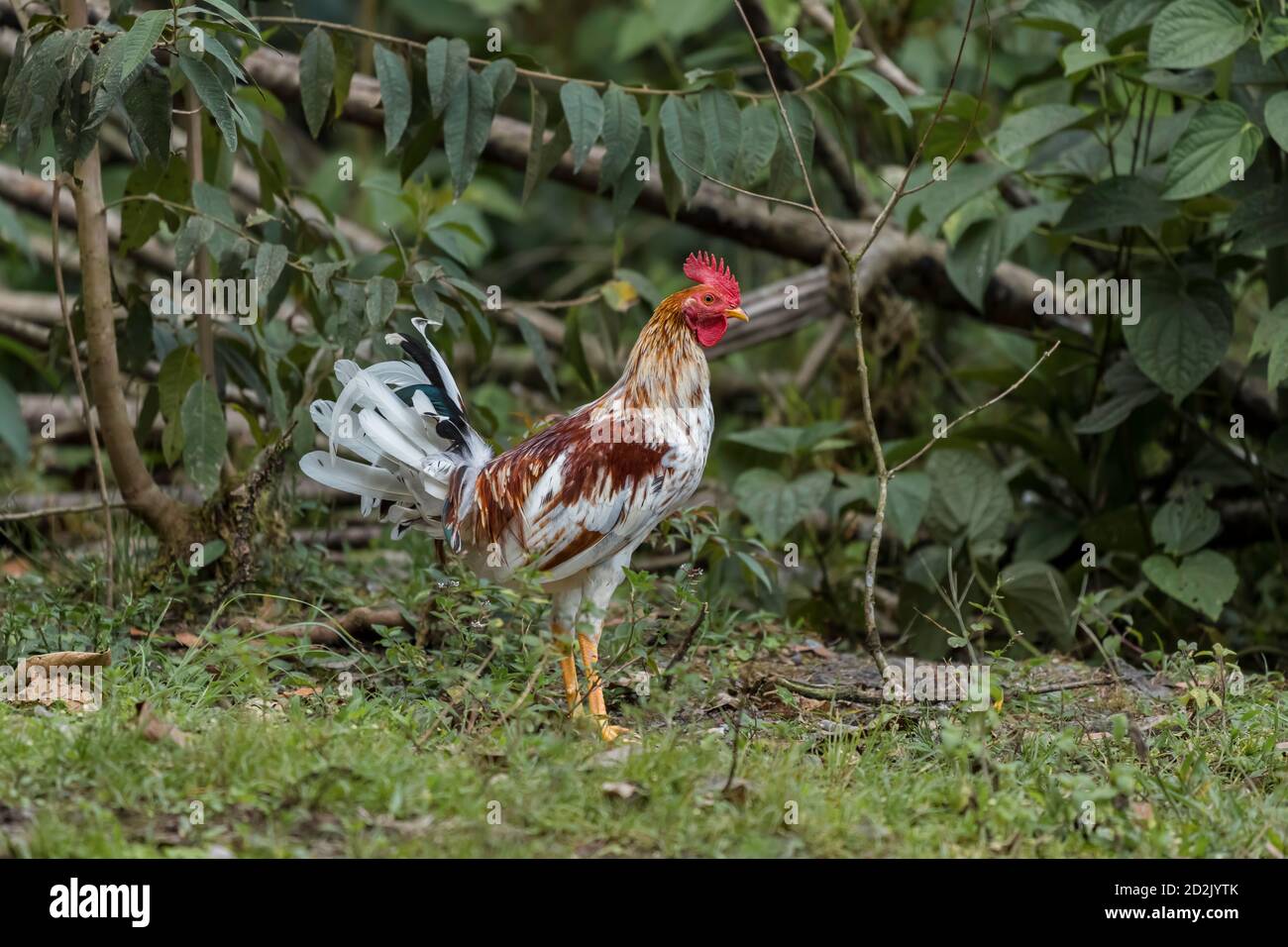 white fine rooster in the middle of the green vegetation of the ...