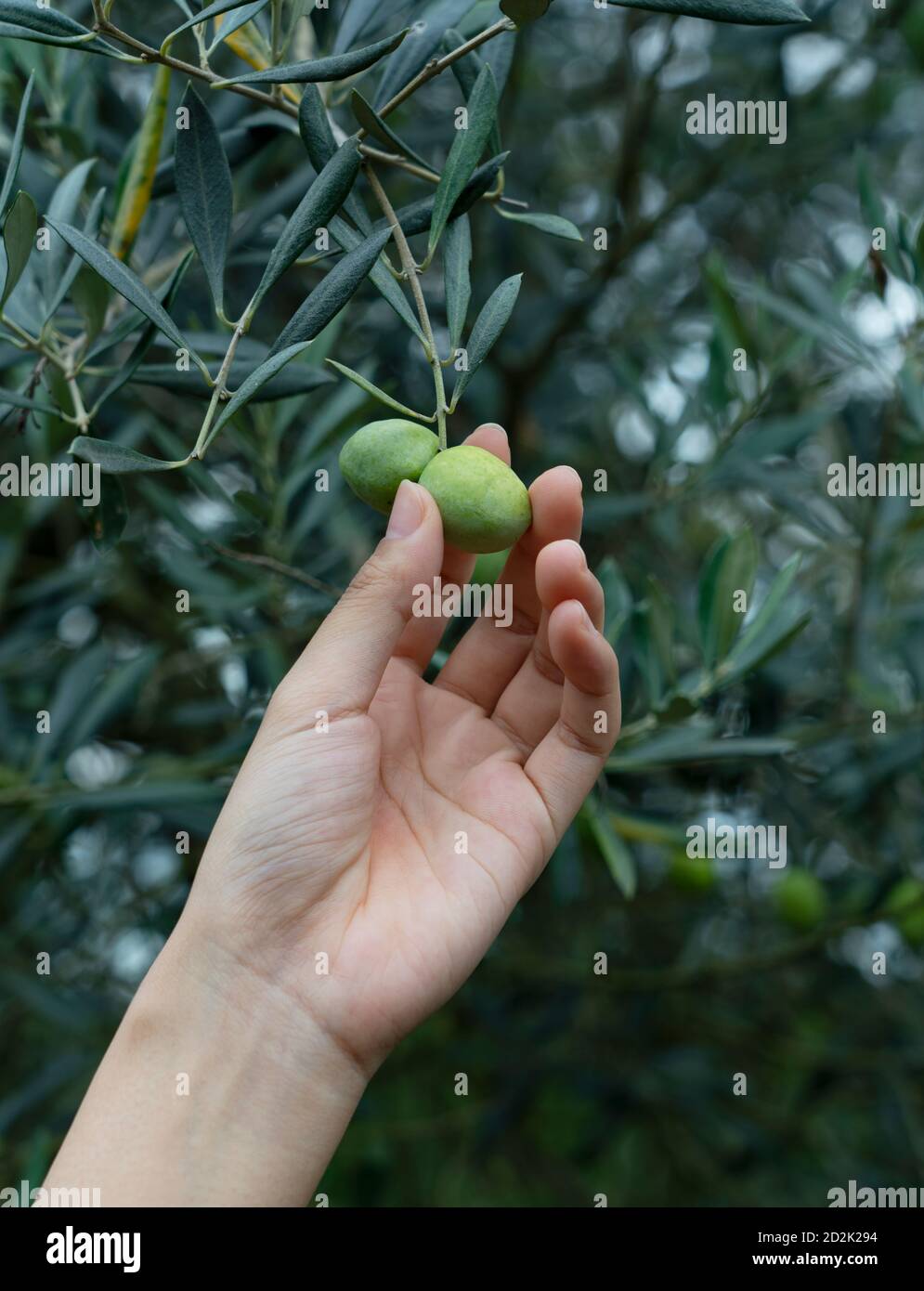 Woman picking fresh olives from hi-res stock photography and images - Alamy