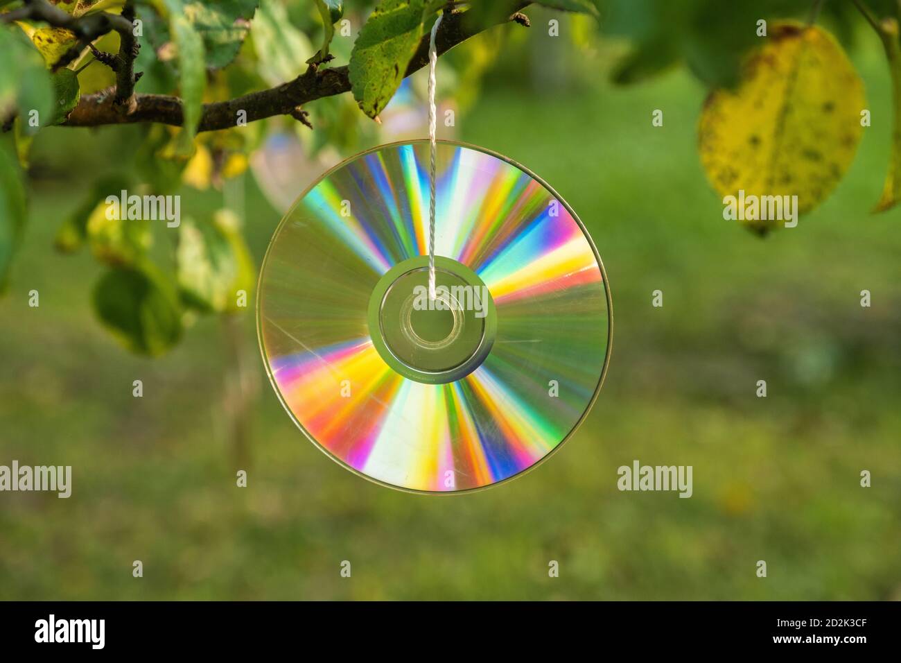 Shiny CD disk hanging from a tree branch in sunlight, close-up photo ...