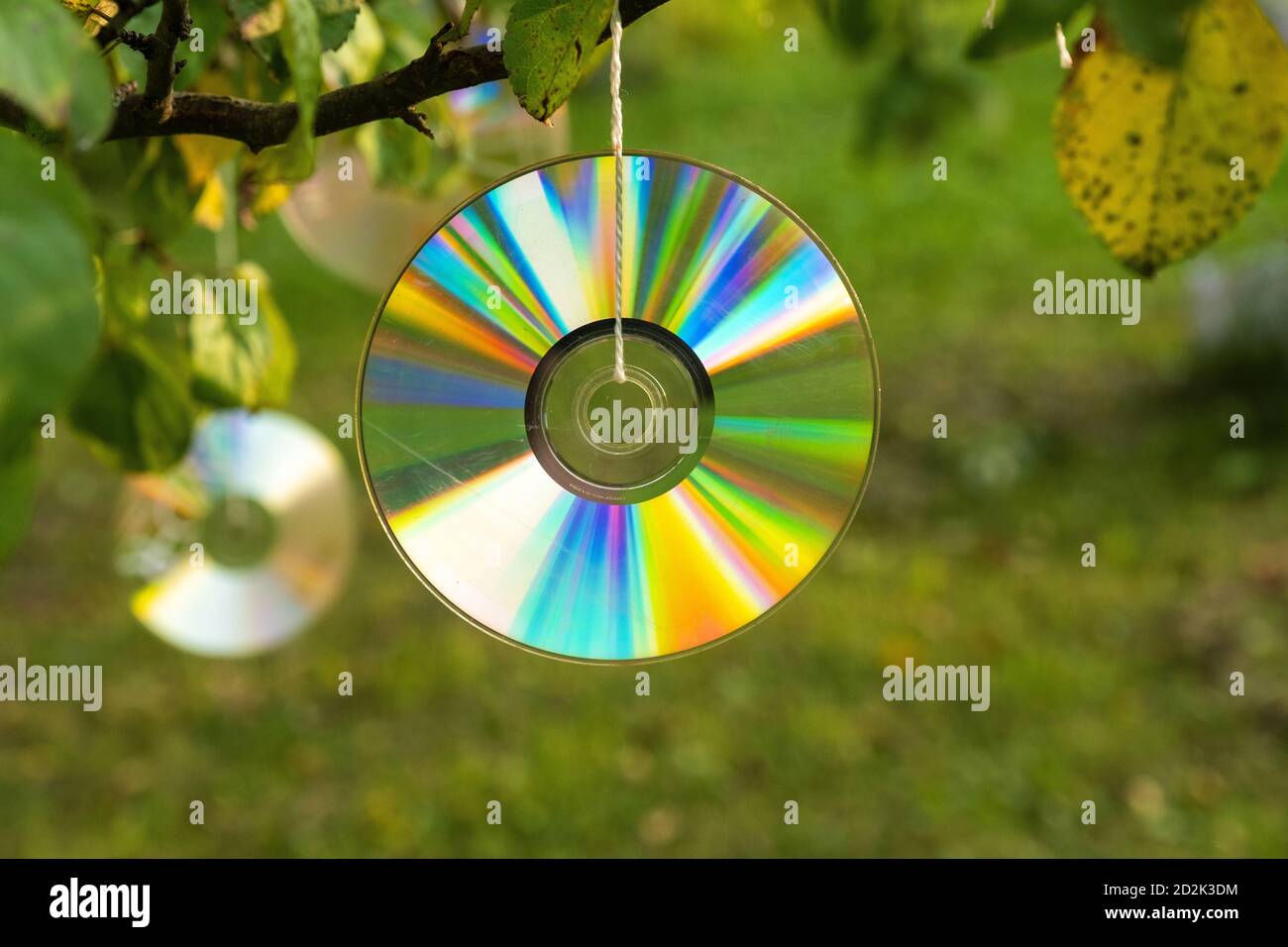 Shiny CD disk hanging from a tree branch in sunlight, close-up photo ...