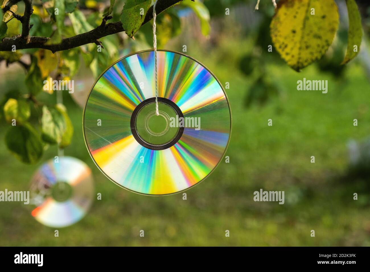 Shiny CD disk hanging from a tree branch in sunlight, close-up photo ...