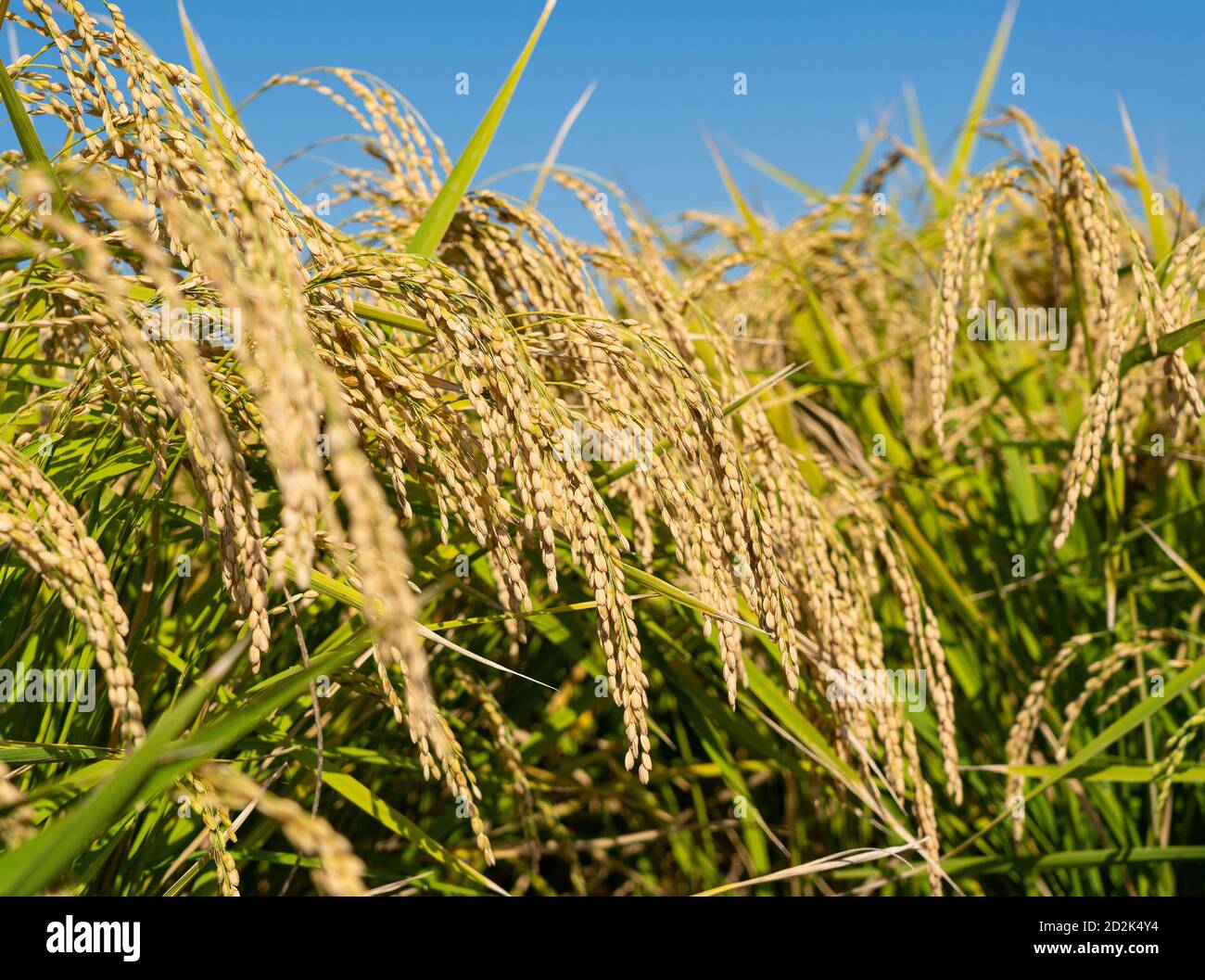 Ears of rice and blue sky. Close-up of the rice ears Stock Photo - Alamy