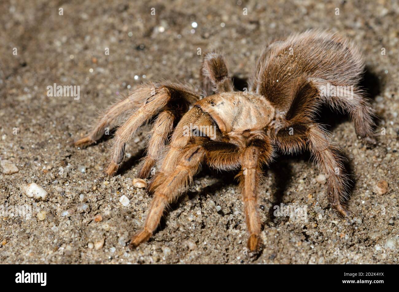 Desert Tarantula (Aphonopelma chalcodes Stock Photo - Alamy