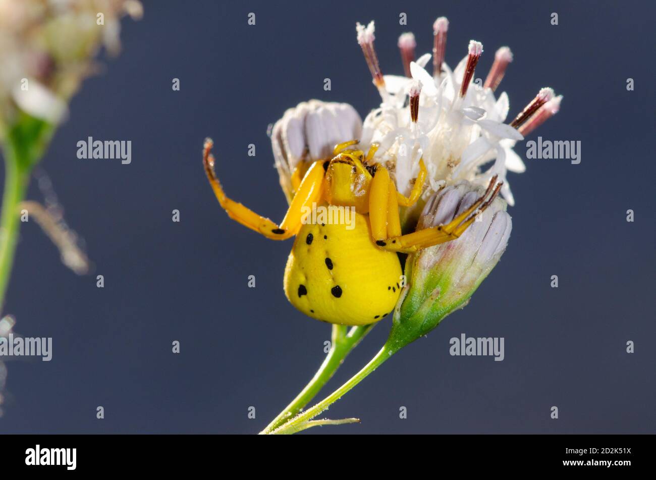 Goldenrod crab spider misumena vatia hi-res stock photography and ...