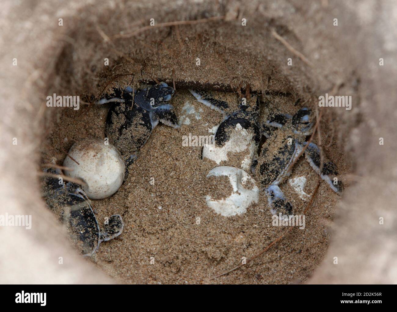 Predators of sea turtles hi-res stock photography and images - Alamy