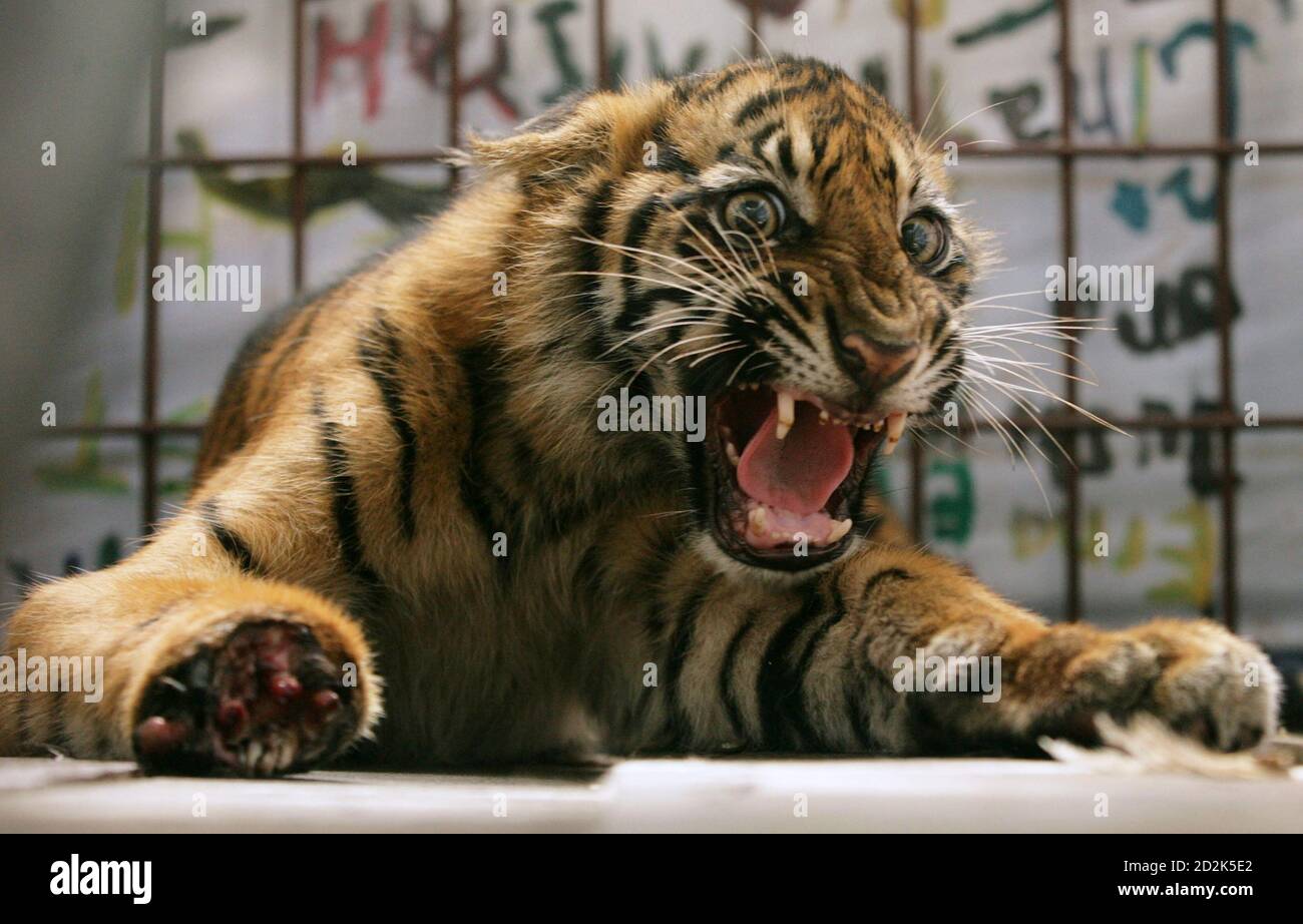 Tiger trap hi-res stock photography and images - Alamy