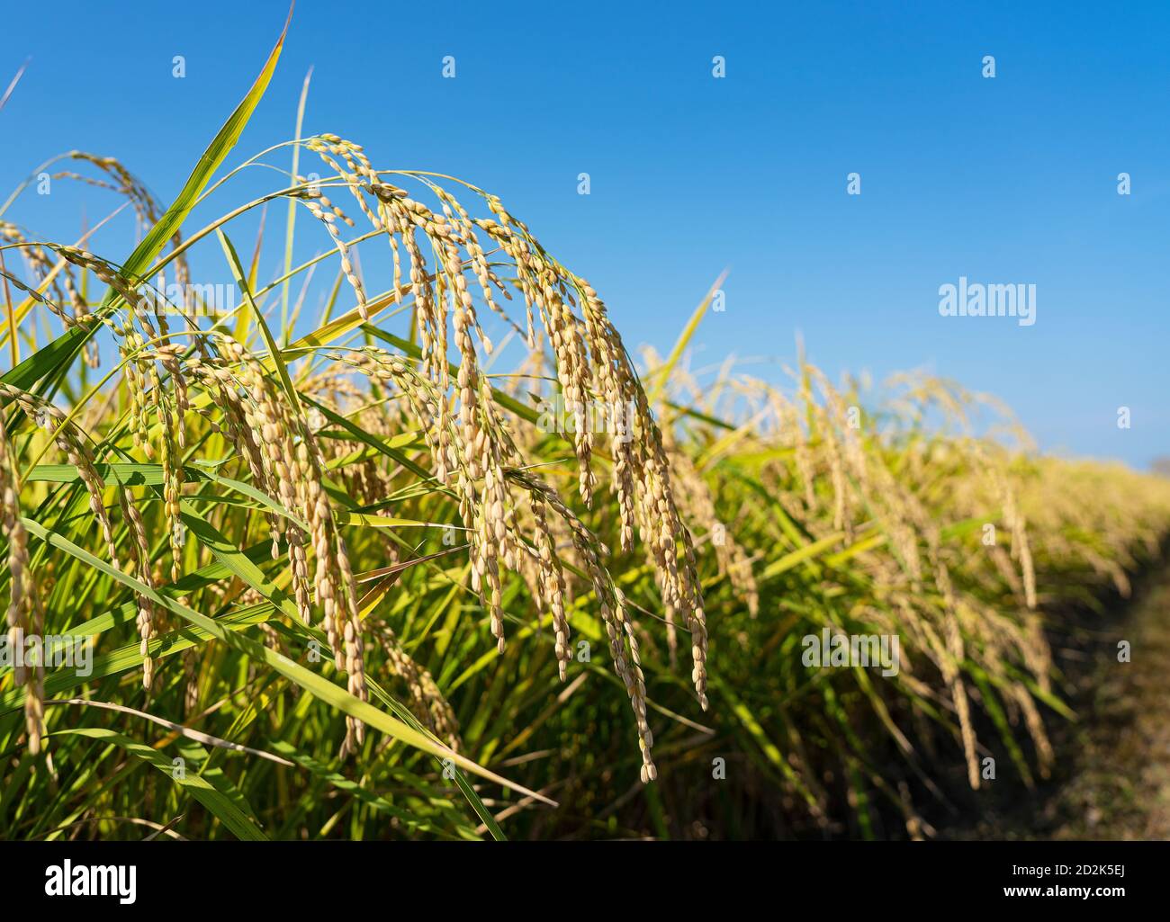 Ears of rice and blue sky. Close-up of the rice ears Stock Photo - Alamy