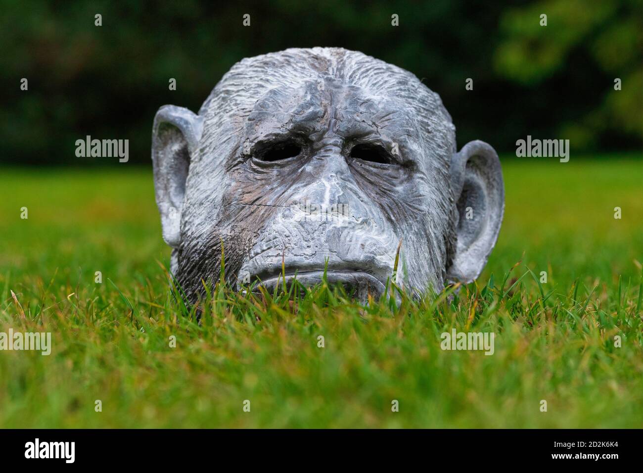 Primates head hi-res stock photography and images - Alamy