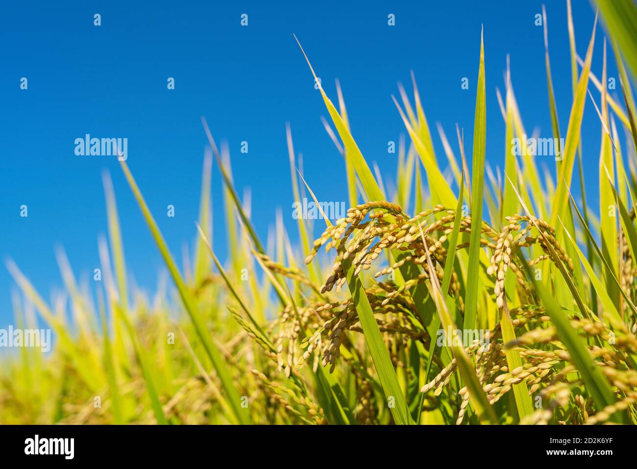 Ears of rice and blue sky. Close-up of the rice ears Stock Photo - Alamy