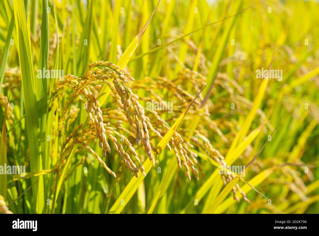 Ears of rice and blue sky. Close-up of the rice ears Stock Photo - Alamy