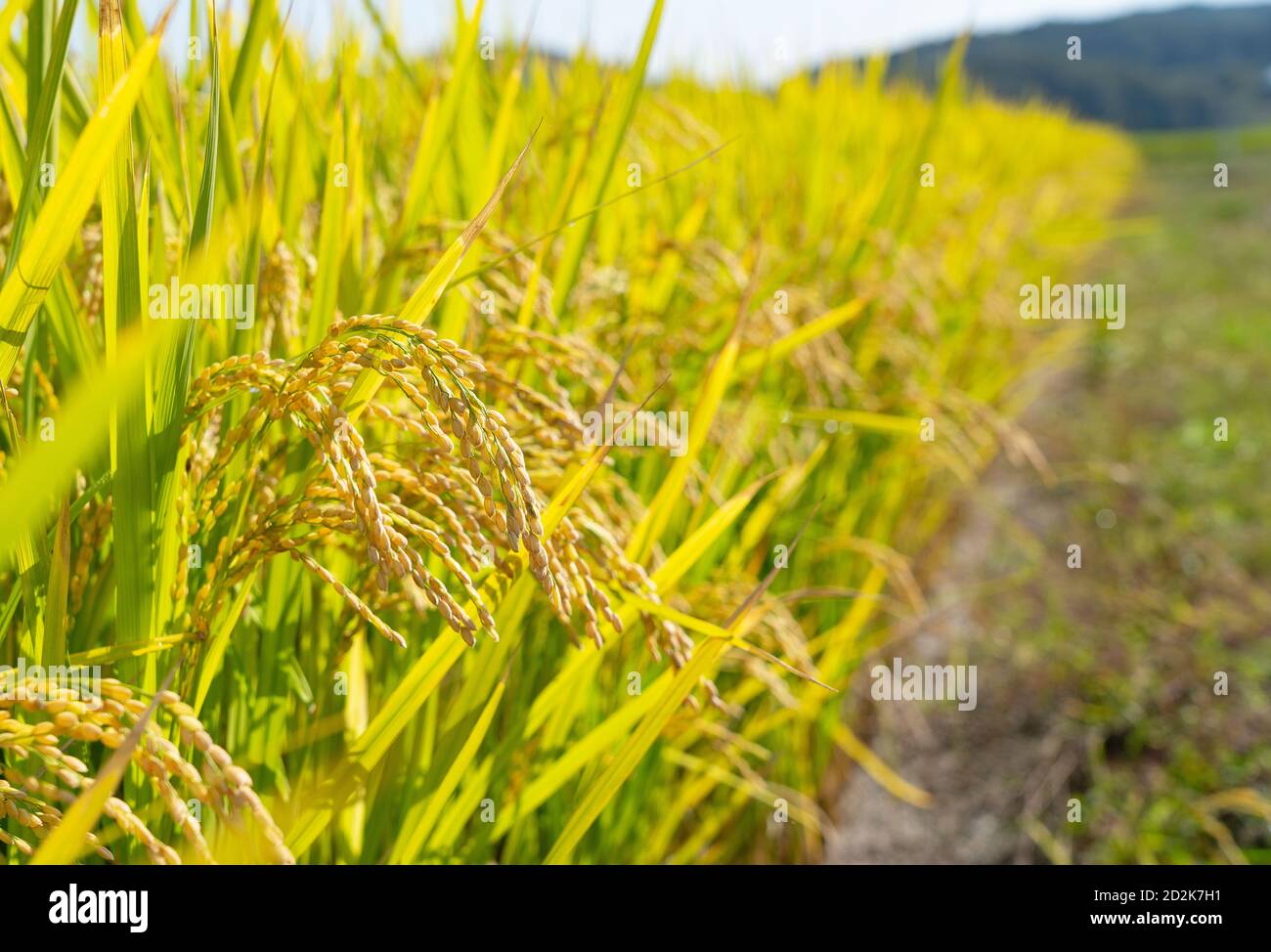 Ears of rice and blue sky. Close-up of the rice ears Stock Photo - Alamy