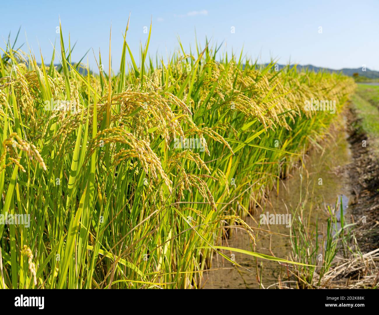 Ears of rice and blue sky. Close-up of the rice ears Stock Photo - Alamy