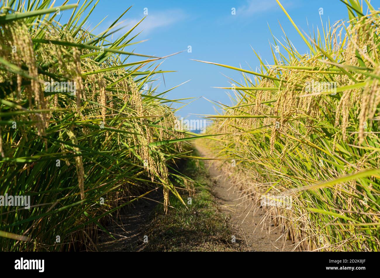 Ears of rice and blue sky. Close-up of the rice ears Stock Photo - Alamy