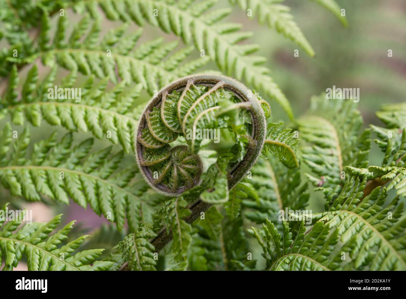 Fiddle head, fern close up in the forest. Spiral in nature, green fern ...