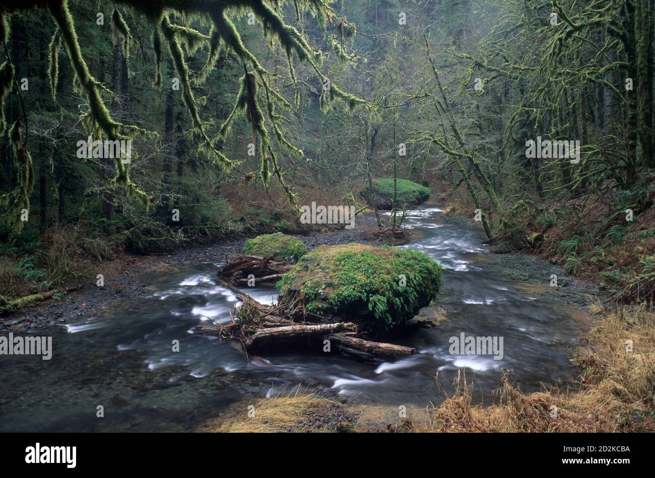 Silver Creek, Silver Falls State Park, Oregon Stock Photo - Alamy