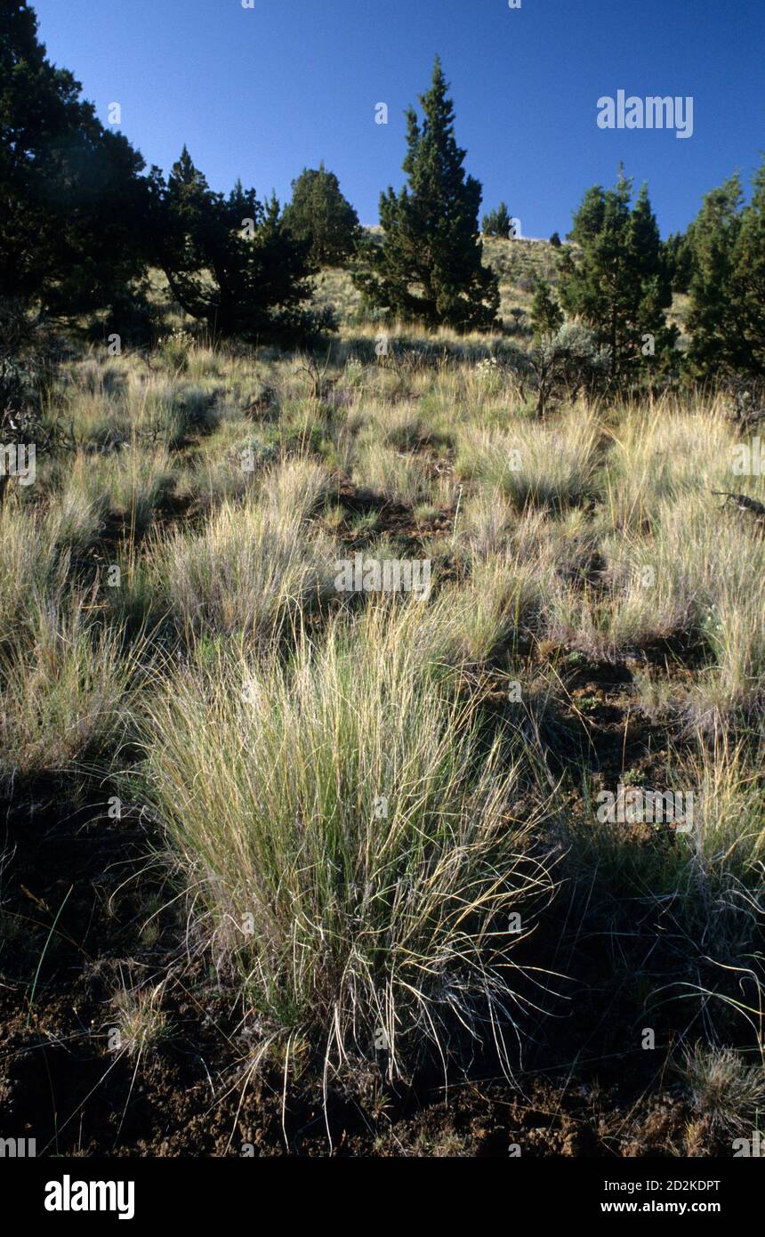 Bunchgrass hi-res stock photography and images - Alamy