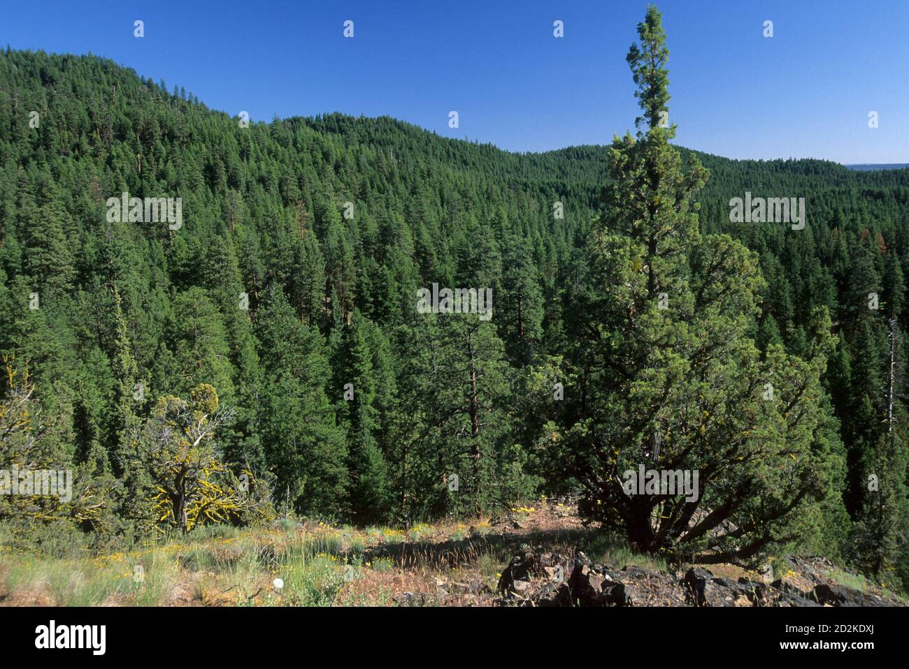 Ochoco creek hi-res stock photography and images - Alamy