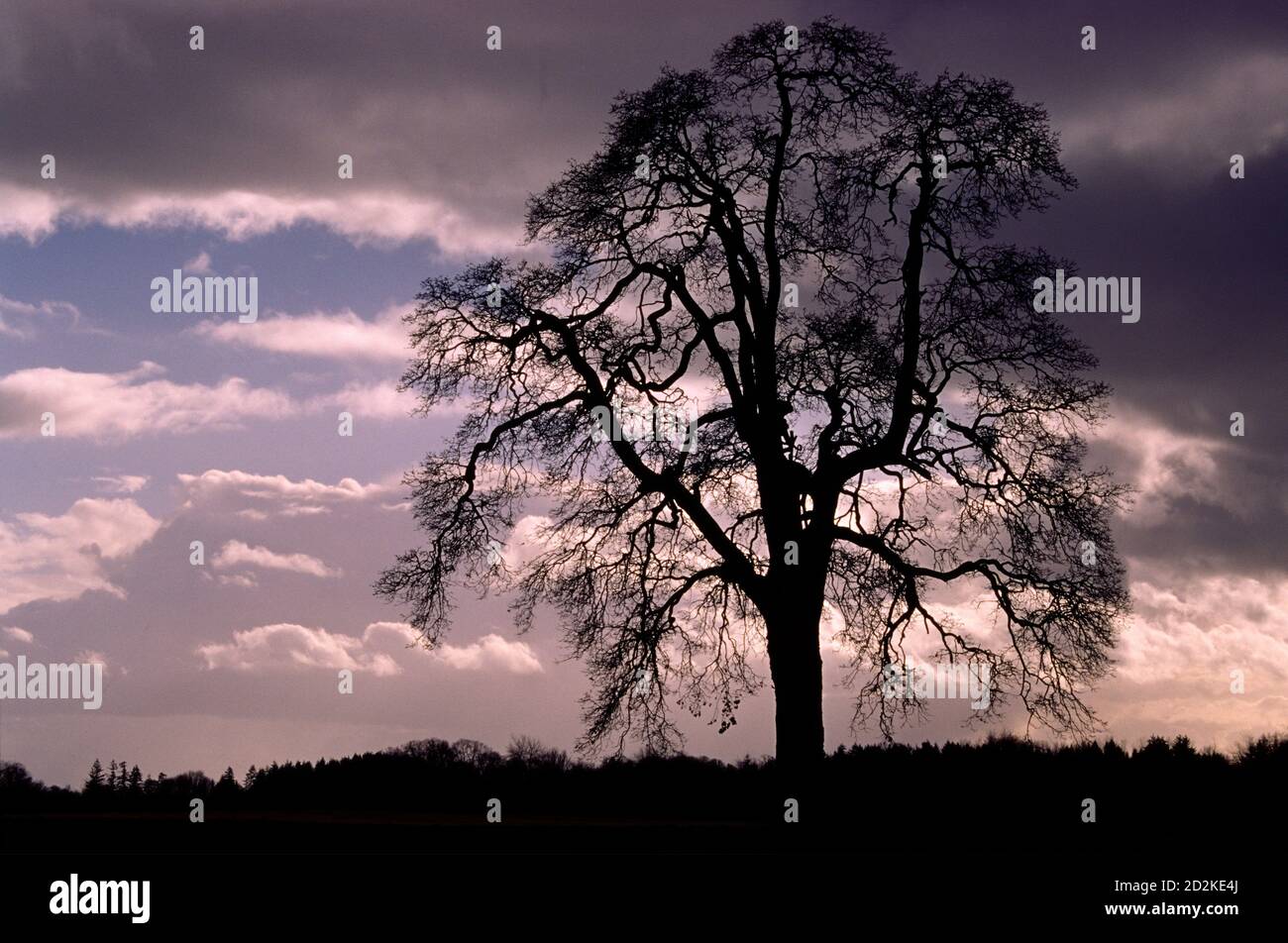 Tree silhouette garry oak tree hi-res stock photography and images - Alamy