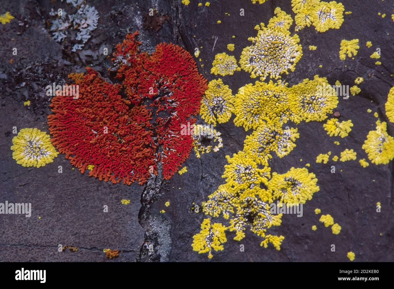 Lichen on rock, Yamsay Mountain Primitive Area, Fremont National Forest ...