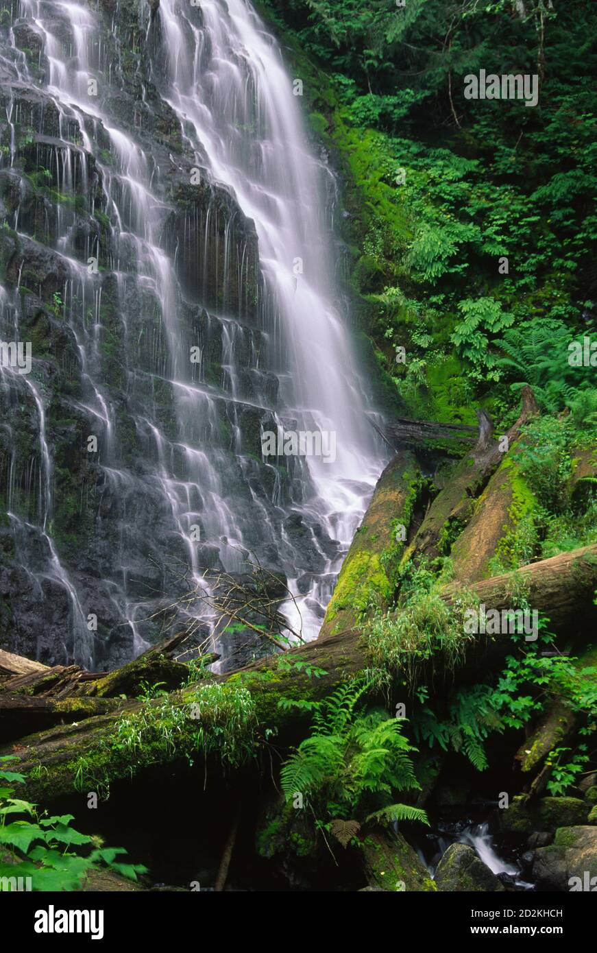 Tillamook state forest wilson river hi-res stock photography and images ...