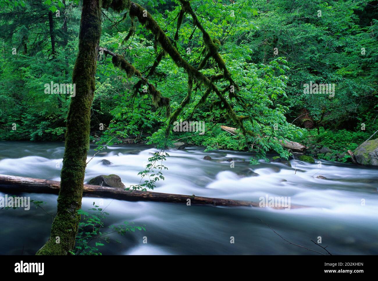 Oak Fork Clackamas River, Mt Hood National Forest, Oregon Stock Photo ...