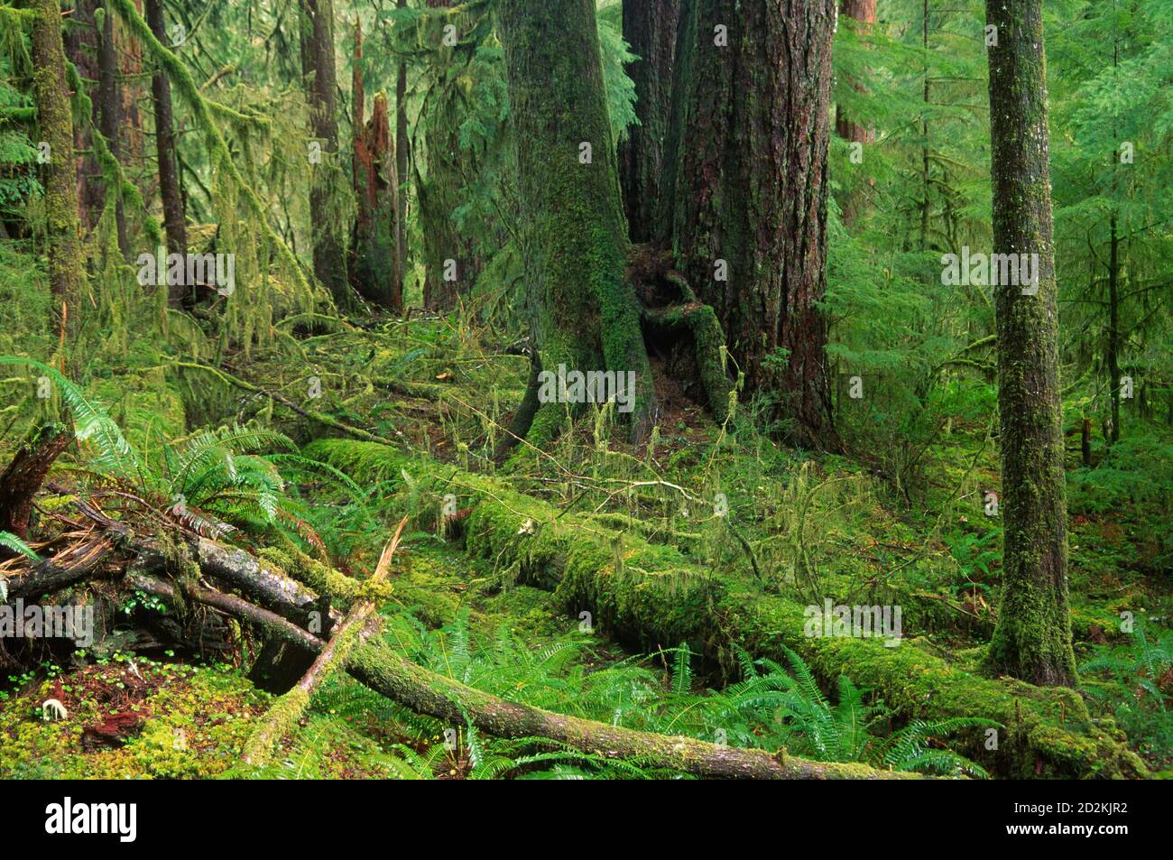 Ancient forest, Valley of the Giants Outstanding Natural Area, Salem ...