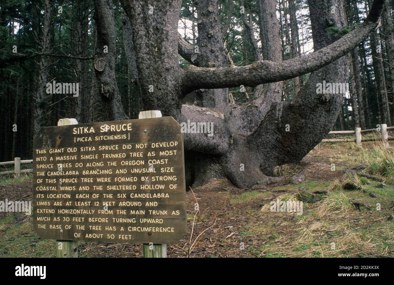 Octopus tree, Cape Meares State Park, Oregon Stock Photo - Alamy