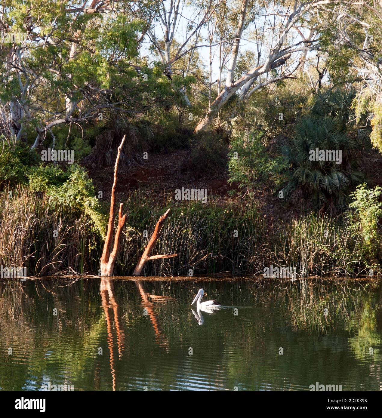 Pelican crossing in hi-res stock photography and images - Alamy
