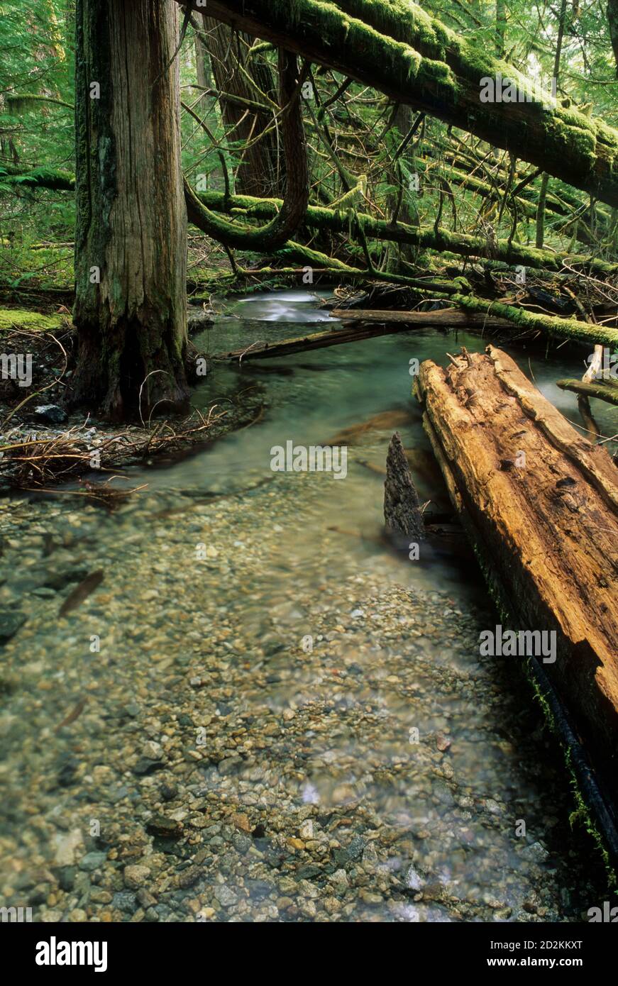 Little Silver Creek along Little Silver Lake Trail, Siskiyou National ...