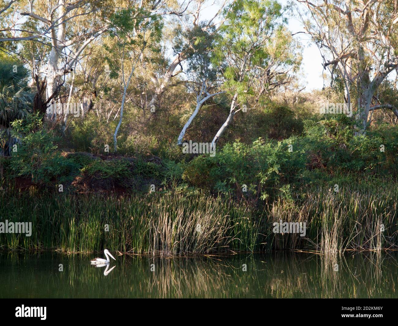 Australian Pelican (Pelecanus conspicillatus), Crossing Pool, Fortescue ...