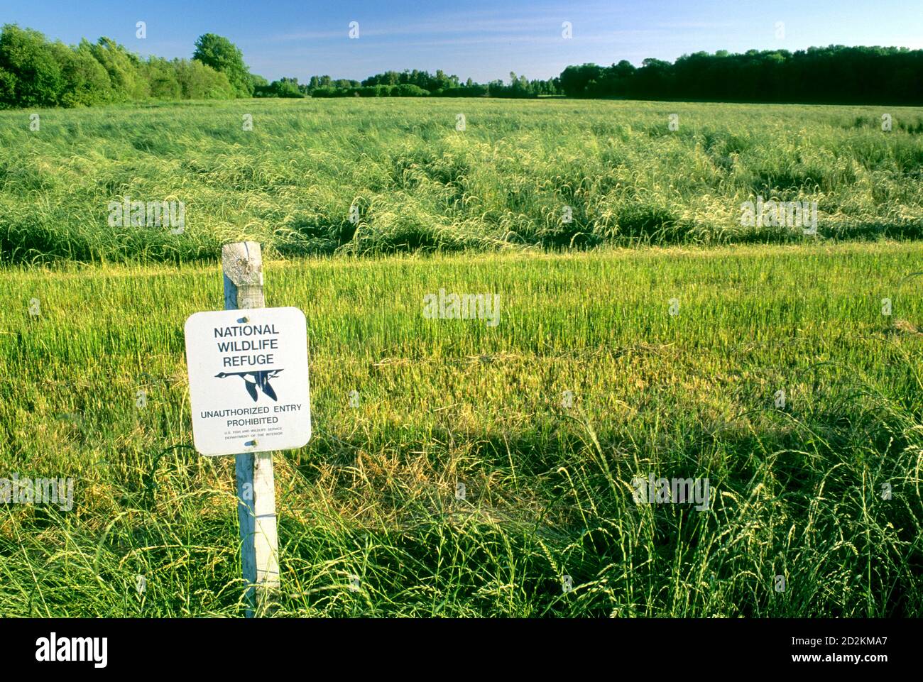 Grass field, Ankeny National Wildlife Refuge, Oregon Stock Photo - Alamy