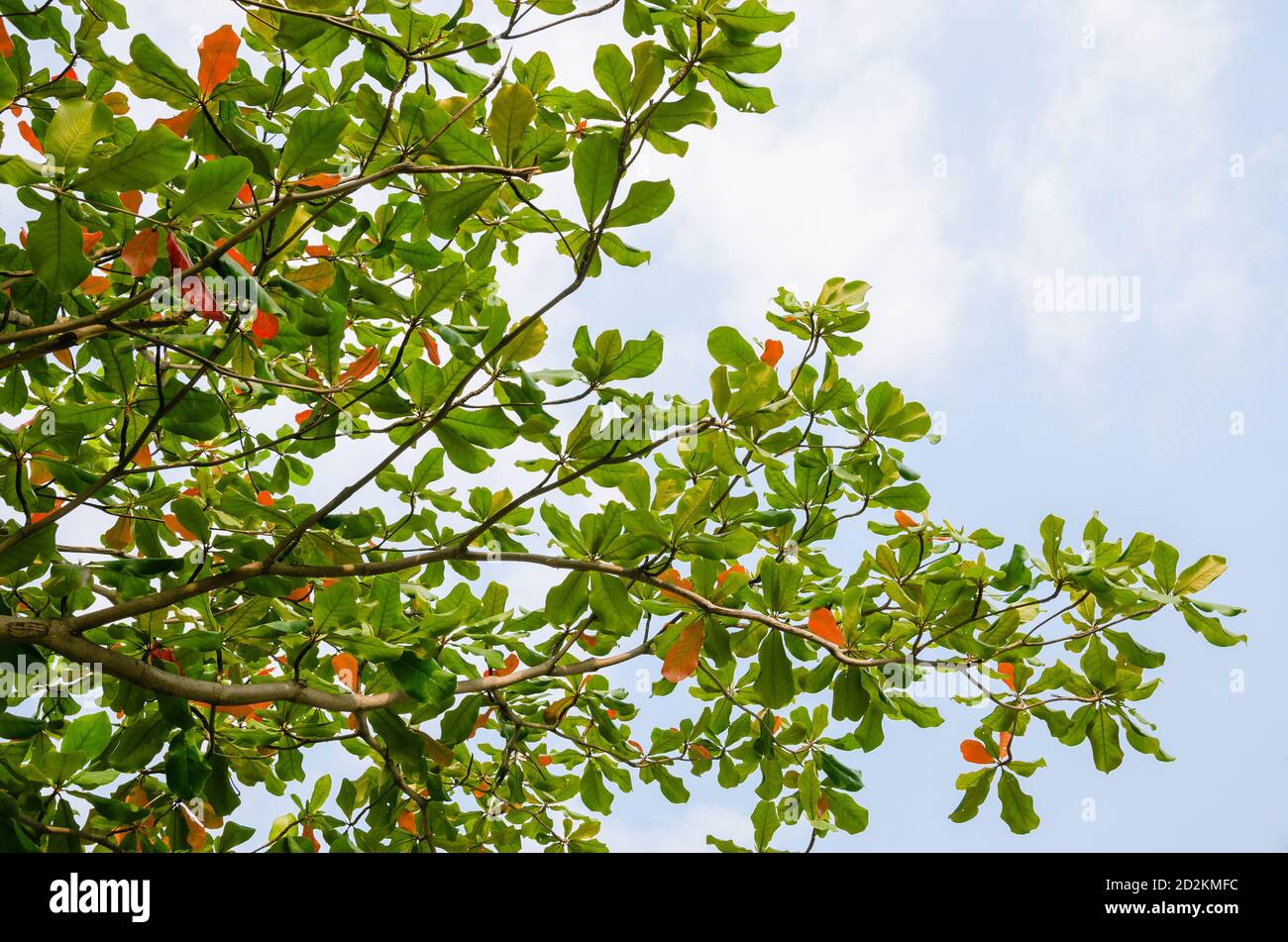 Foliages hi-res stock photography and images - Alamy
