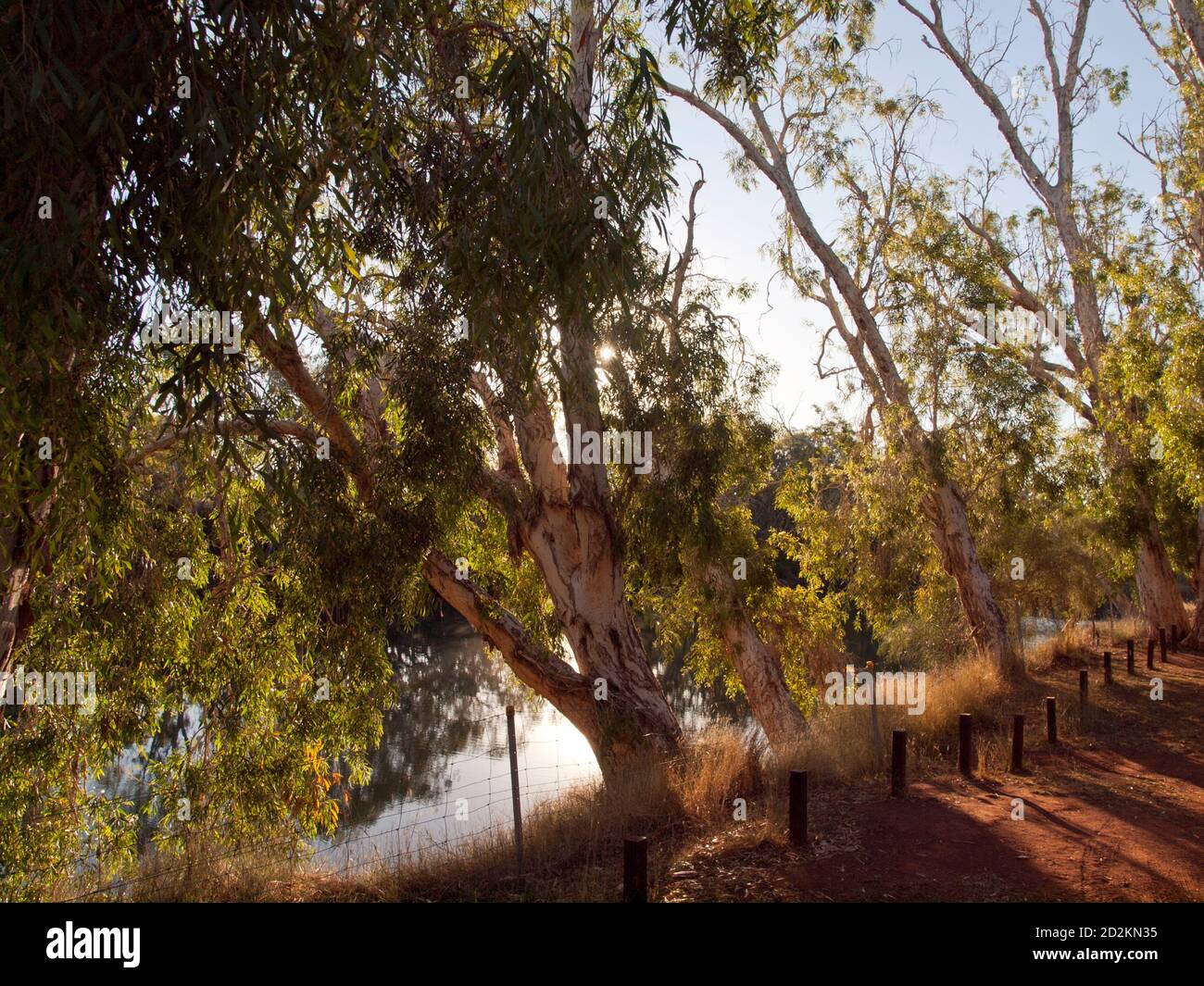 Eucalyptus camaldulensis hi-res stock photography and images - Alamy