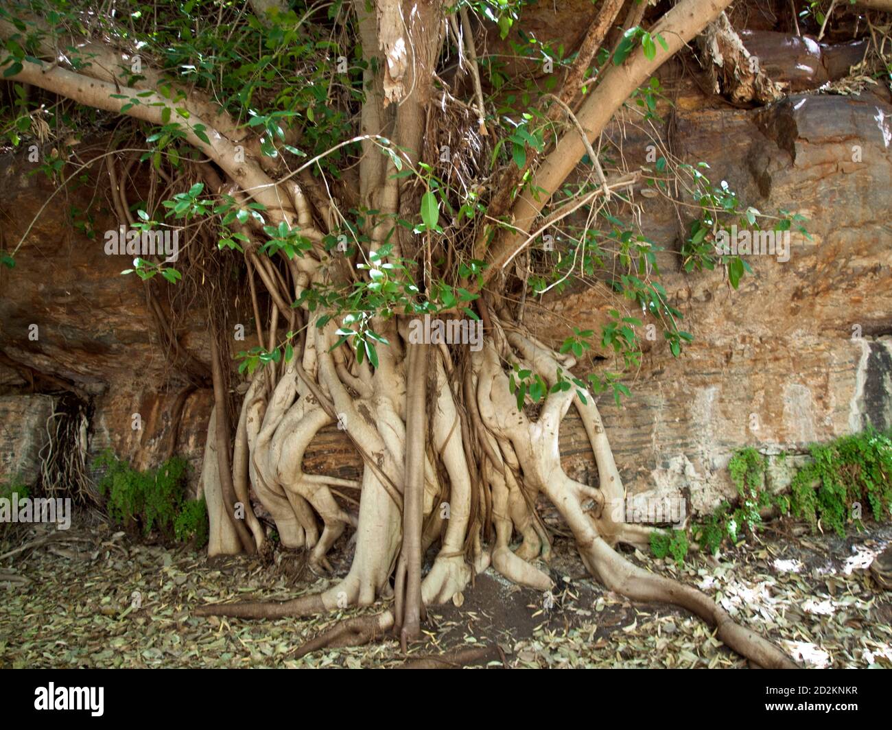Rock Fig (Ficus platypoda) roots, Dales Gorge, Karijini National Park ...