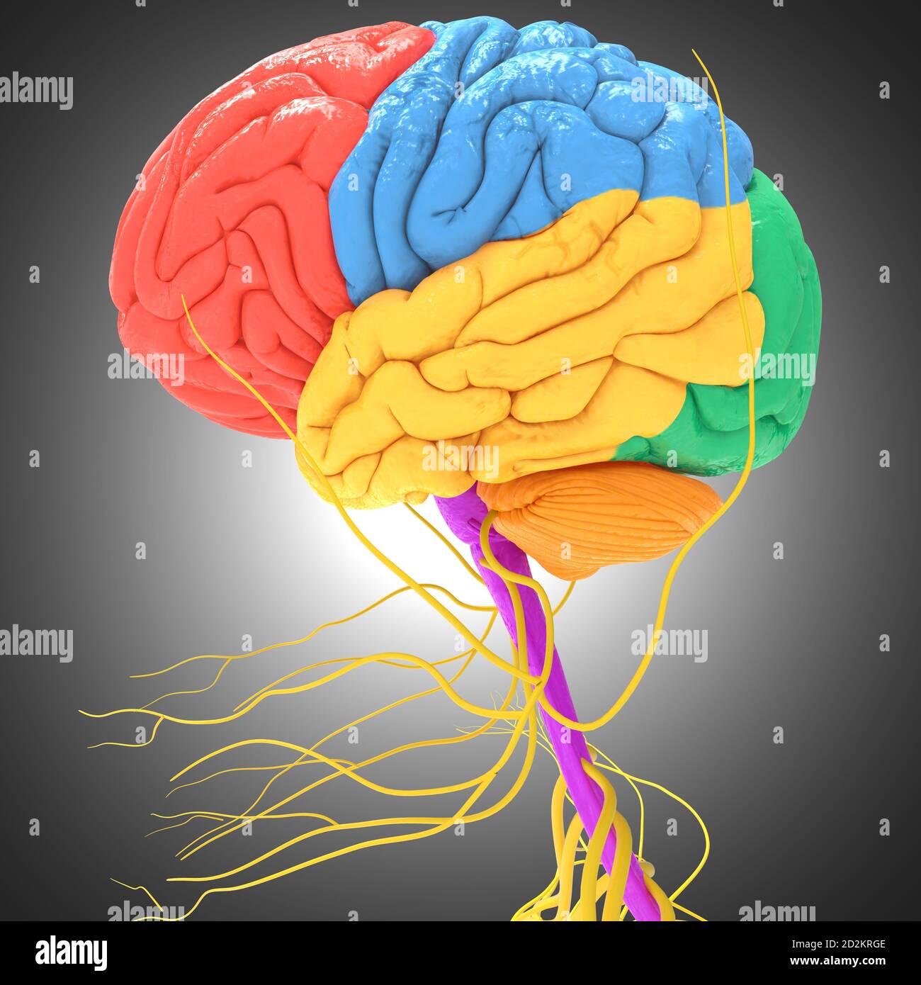 Human Brain Lobes Anatomy For Medical Concept 3D Illustration Stock ...