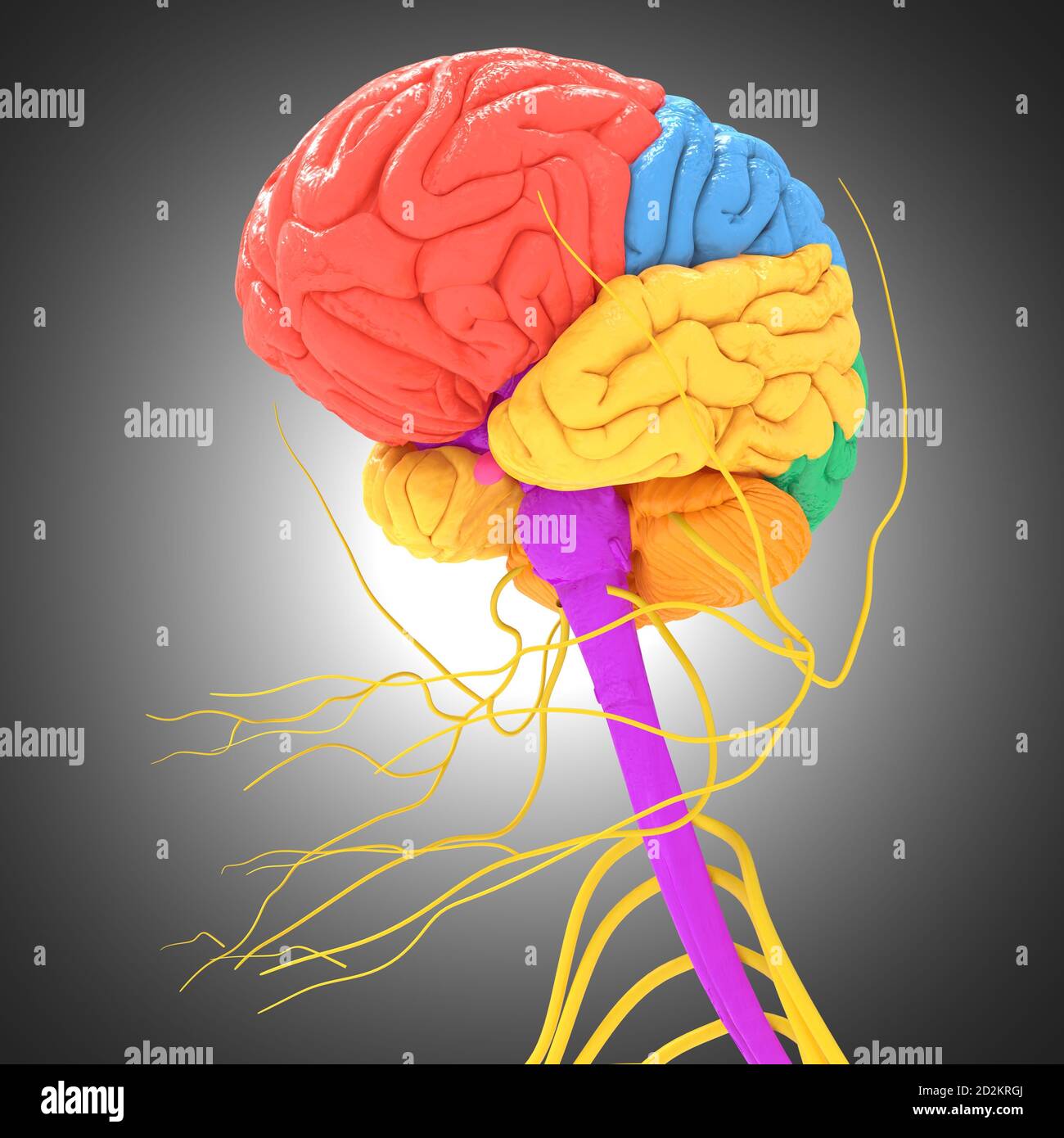 Human Brain Lobes Anatomy For Medical Concept 3D Illustration Stock ...