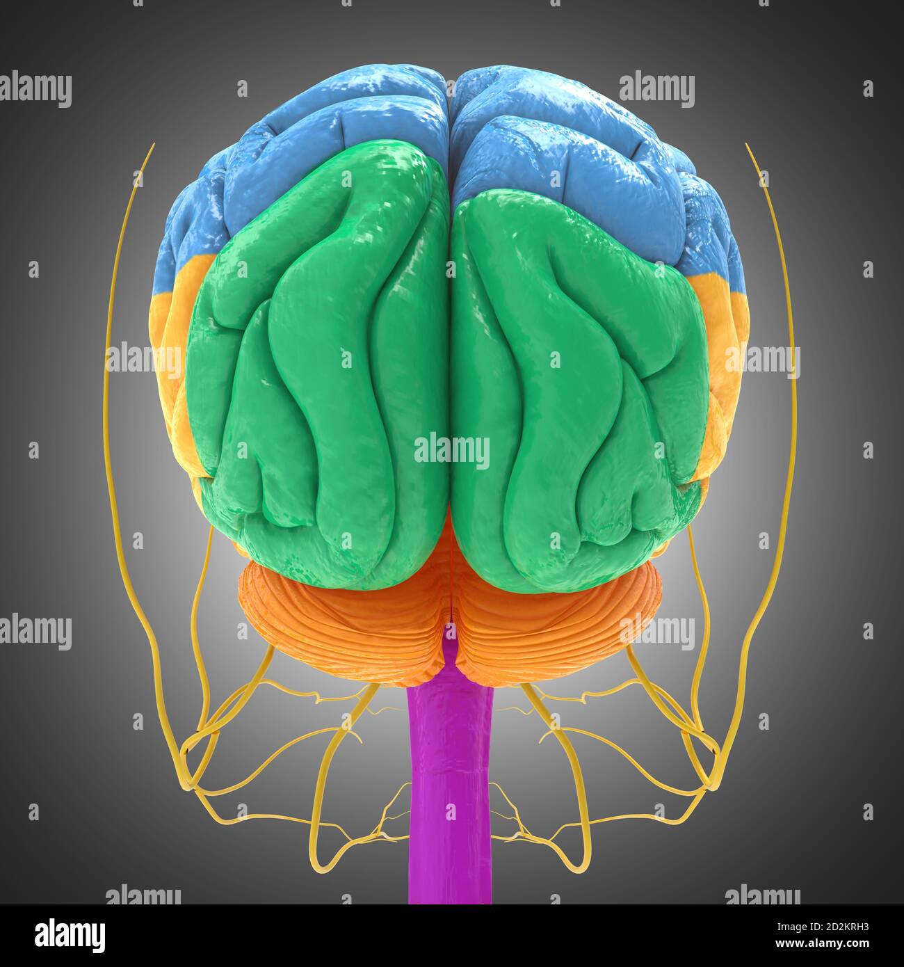 Human Brain Lobes Anatomy For Medical Concept 3D Illustration Stock ...