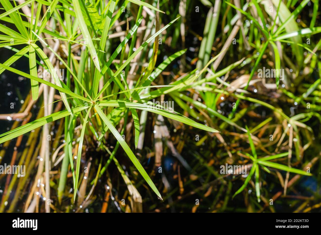 Soft leaf sedge hi-res stock photography and images - Alamy