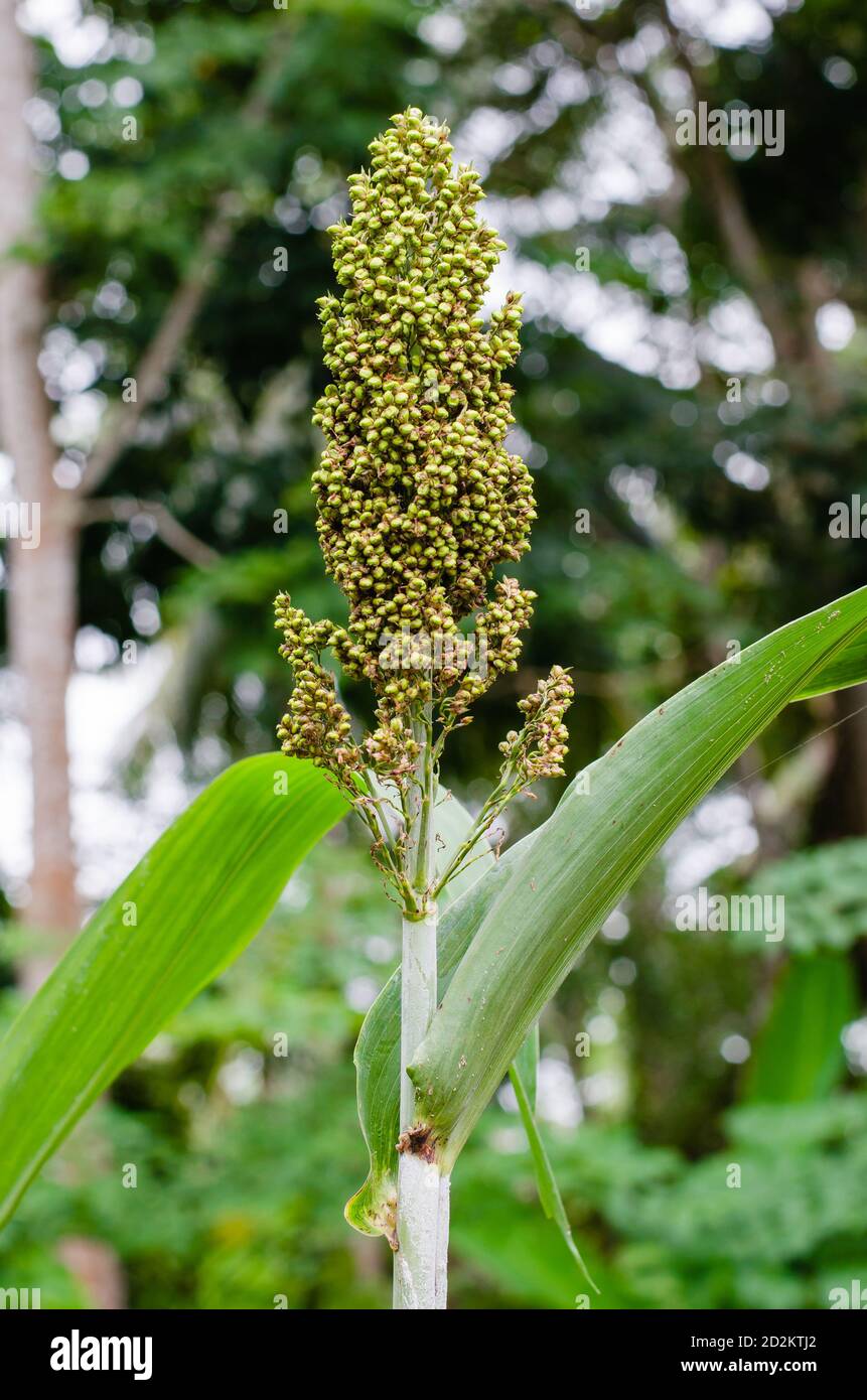 Sorghum Plant is Grow up in the Natural Garden Stock Photo - Alamy
