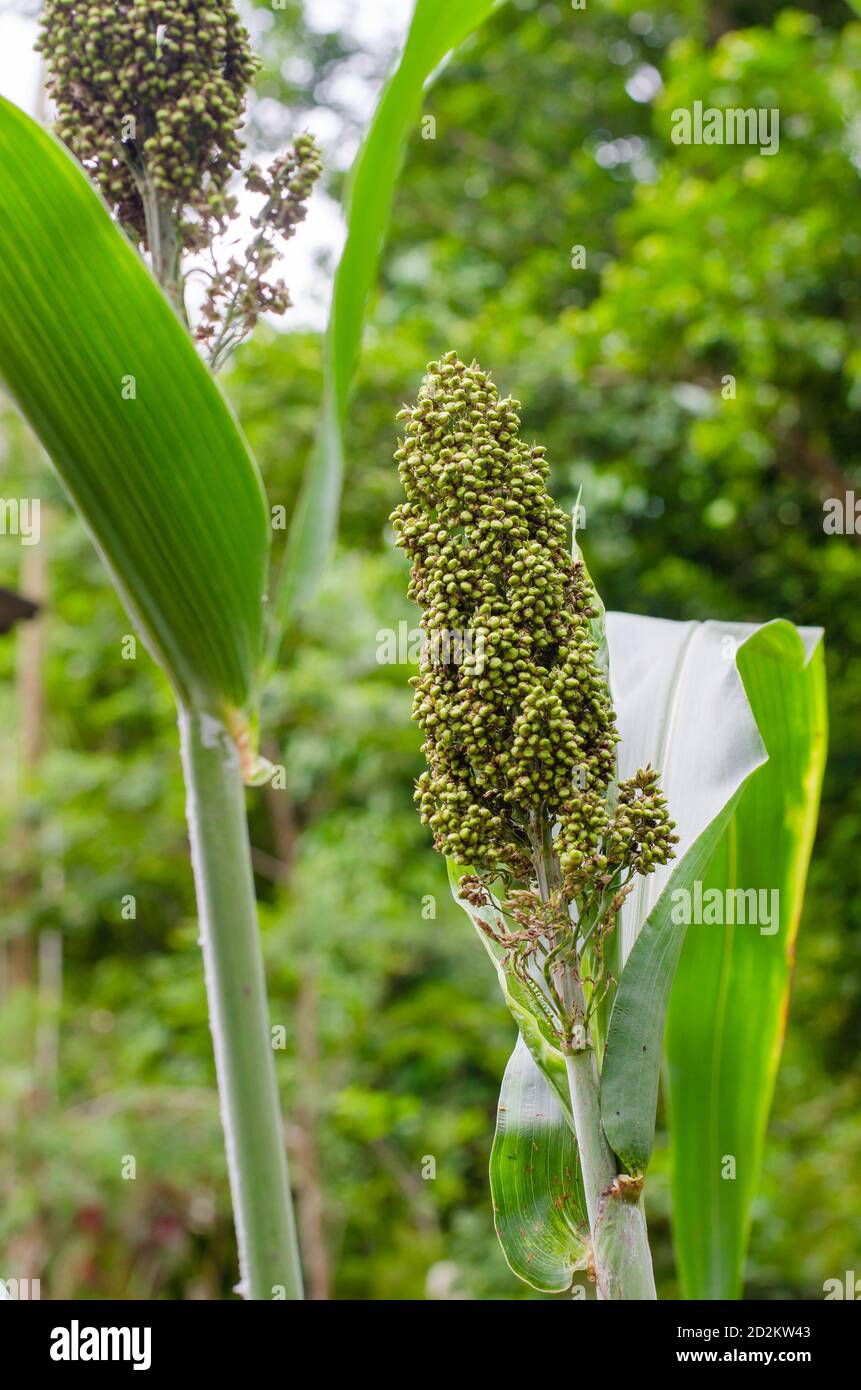 Sorghum Plant is Grow up in the Natural Garden Stock Photo - Alamy