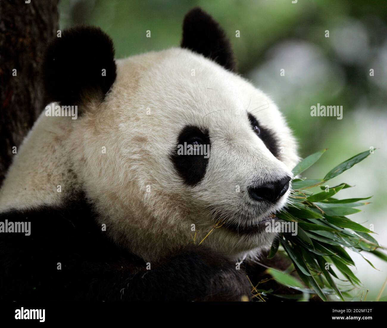 Oji zoo hi-res stock photography and images - Alamy