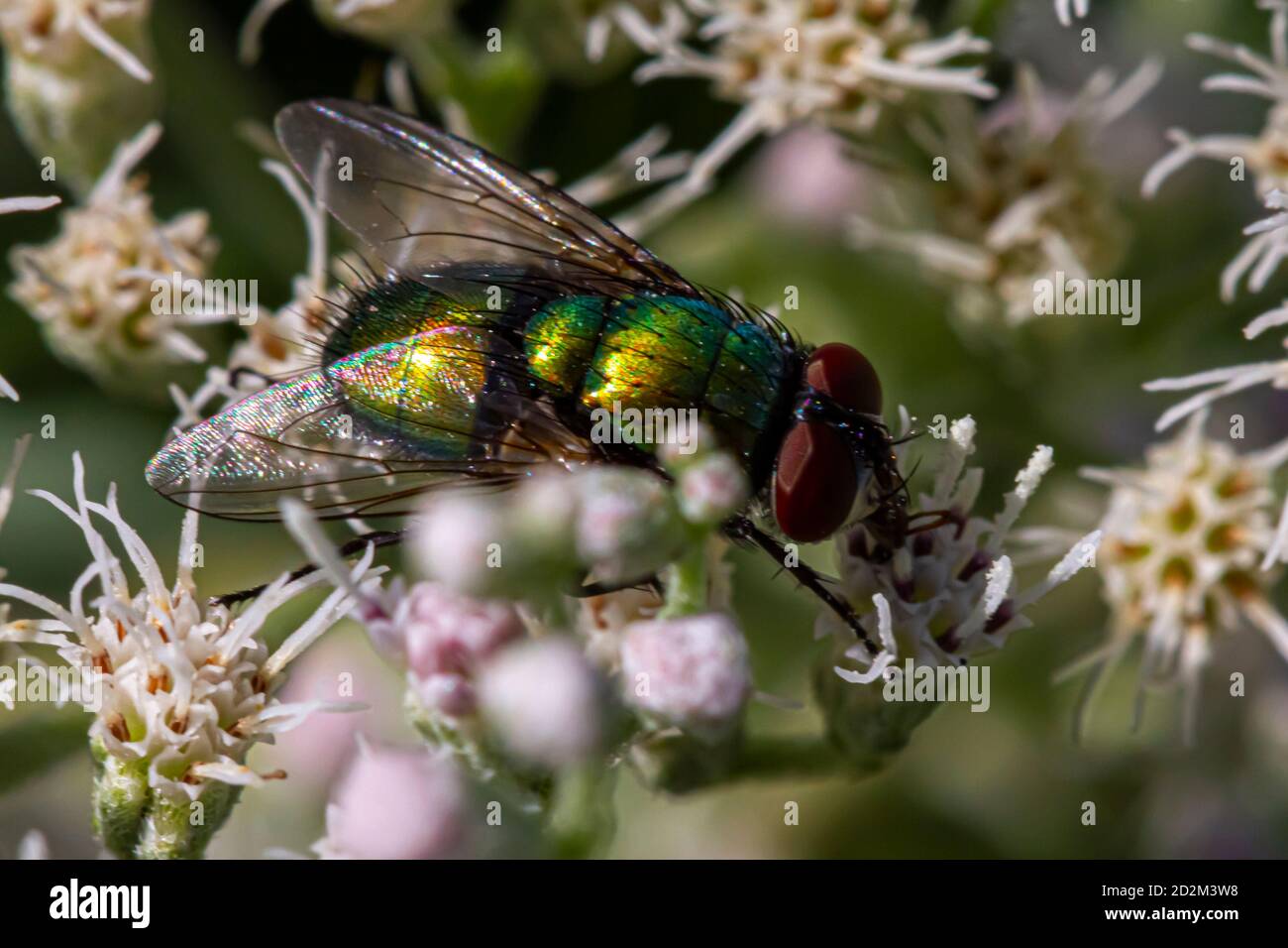 Metallic color flies hi-res stock photography and images - Alamy