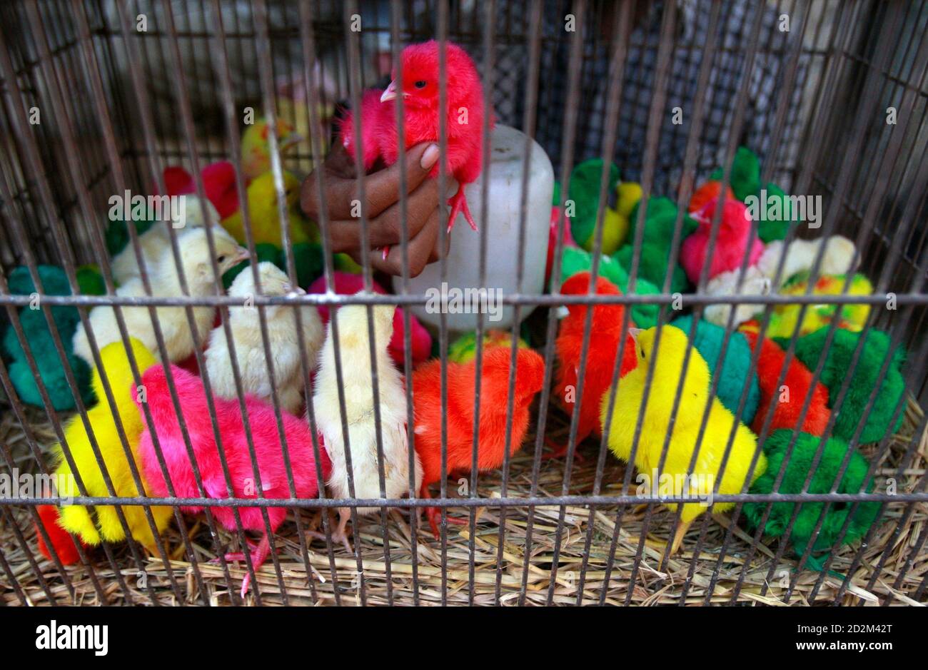 Dyed chicks hi-res stock photography and images - Alamy