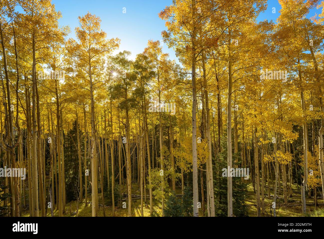 Tall autumn colored aspen trees with white back backlit by golden ...