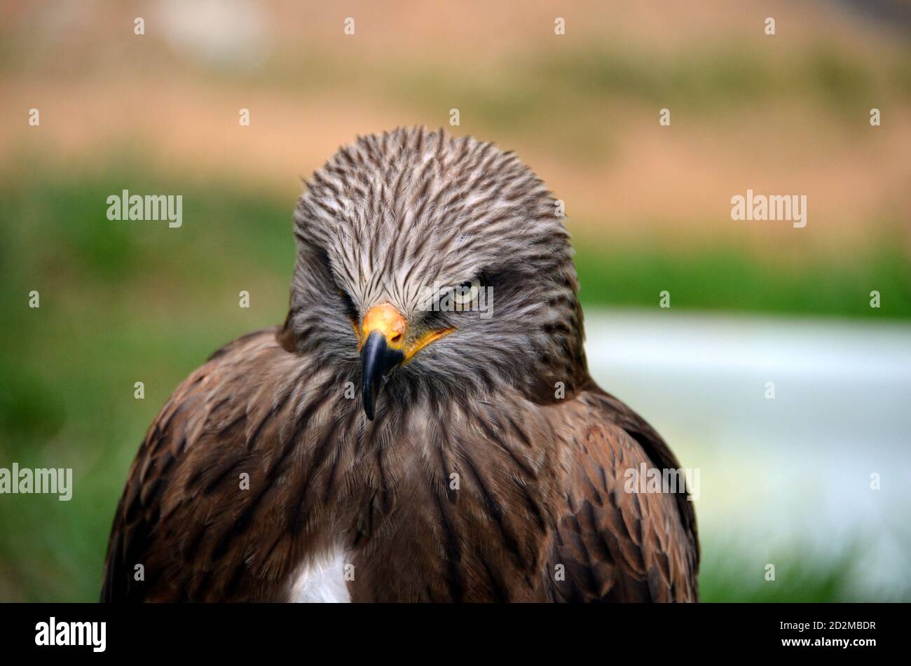 Sharp birds eye hi-res stock photography and images - Alamy
