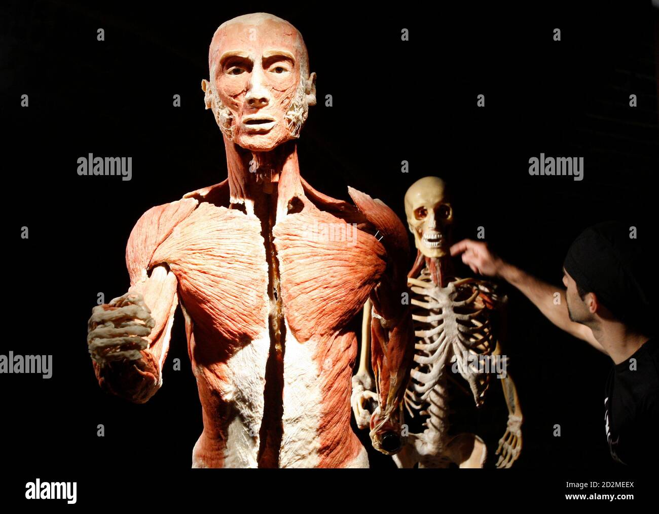 Whole Body Plastination High Resolution Stock Photography and Images ...
