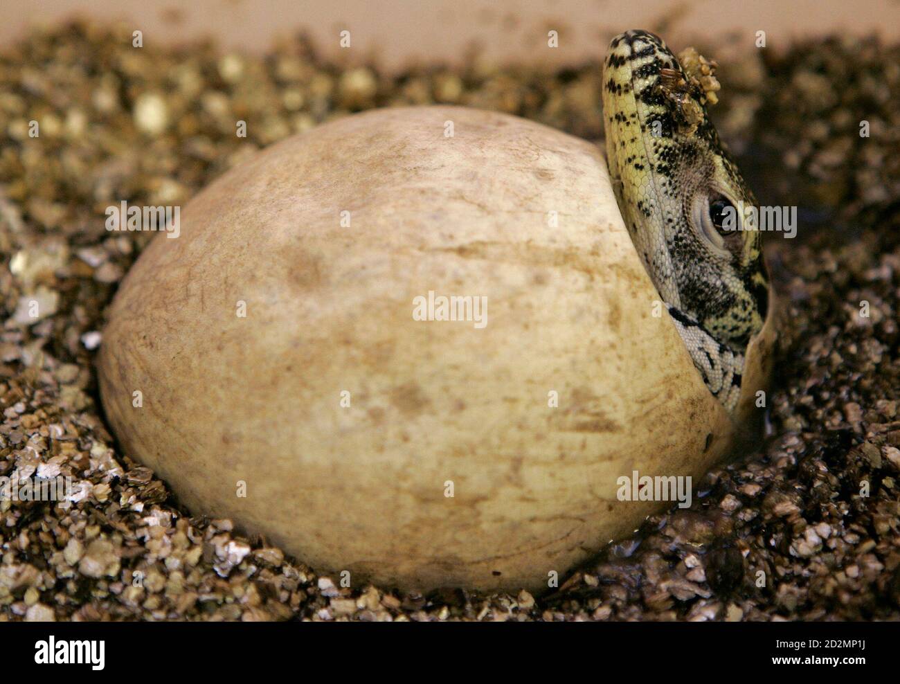 Komodo dragon egg hi-res stock photography and images - Alamy