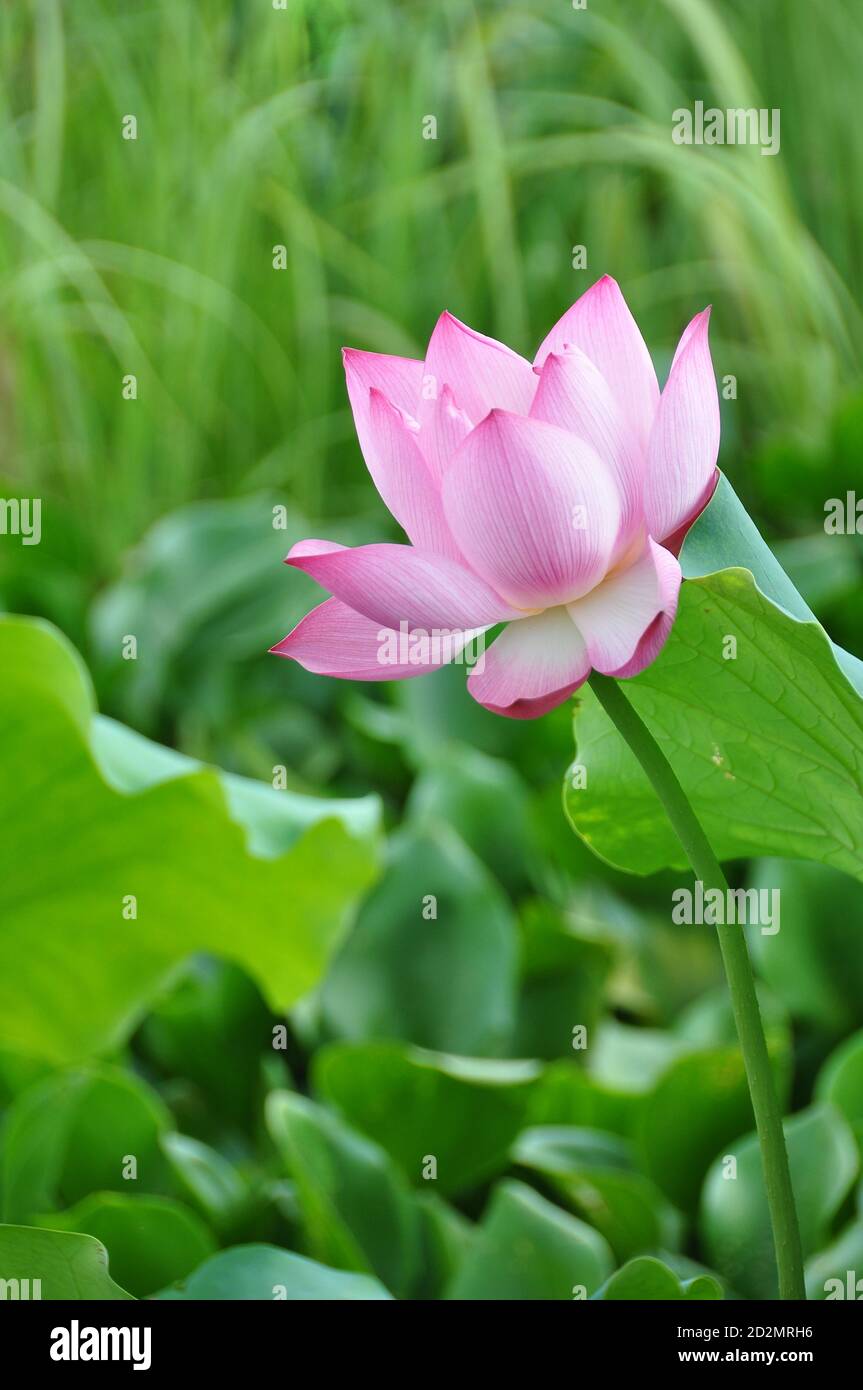 Lotus is the water plant. It has broad floating leaves and bright ...