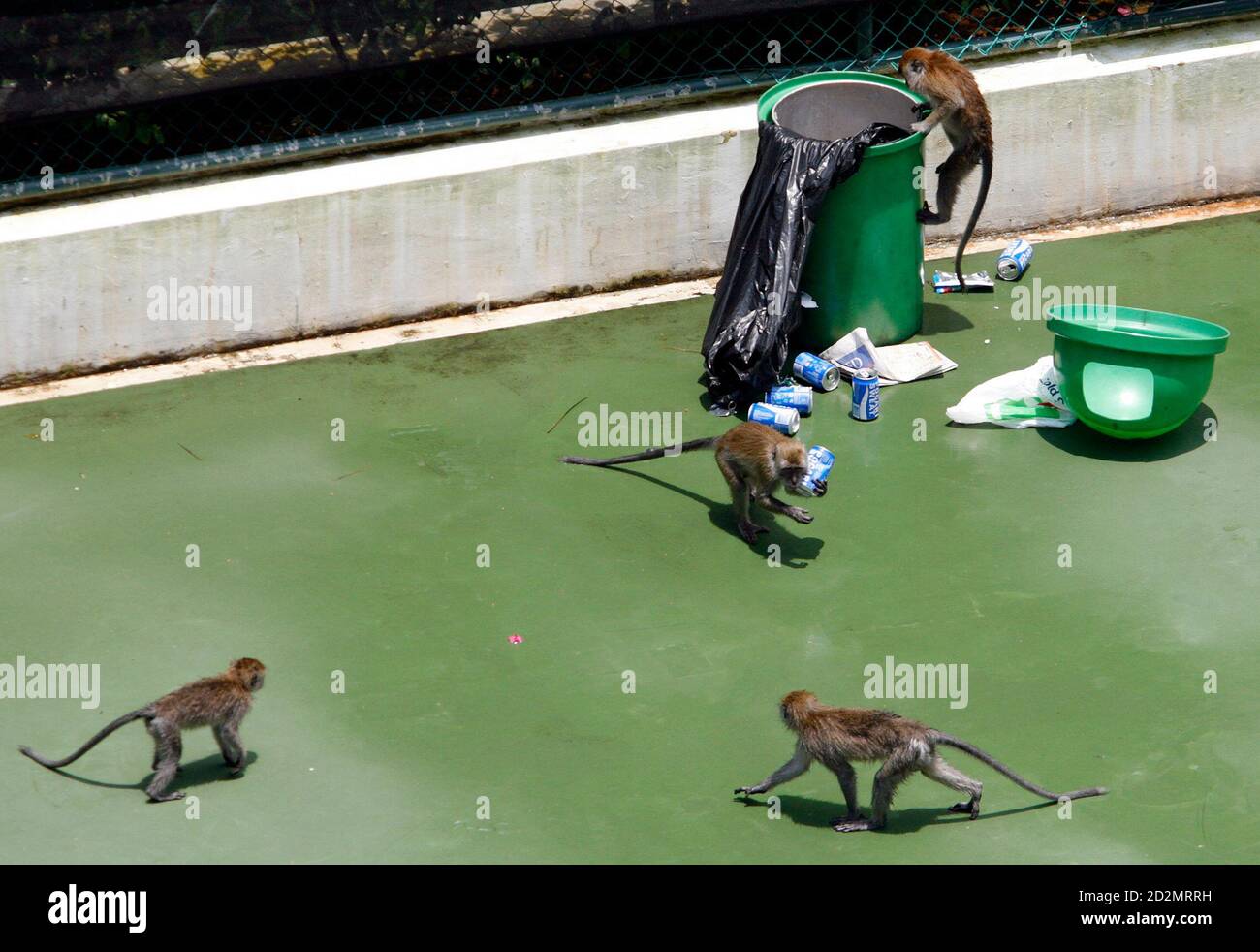 Monkeys dustbin hi-res stock photography and images - Alamy